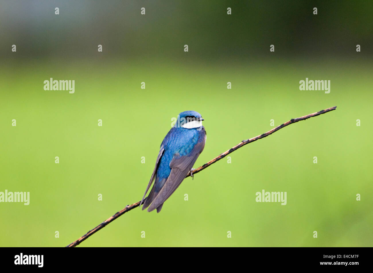 Tree Swallow High Resolution Stock Photography and Images - Alamy
