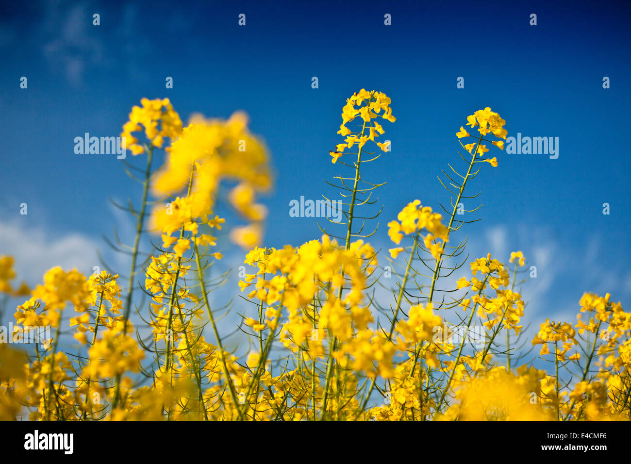 Colza field in bloom hi-res stock photography and images - Alamy