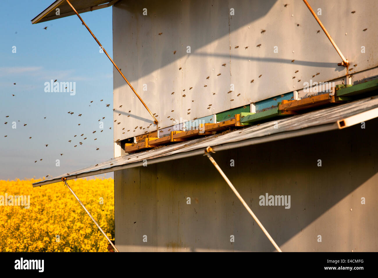 Flying bees at beehive in colza field, Tuscany, Italy Stock Photo - Alamy