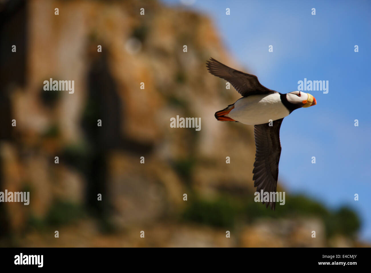 Flying horned puffin hi-res stock photography and images - Alamy