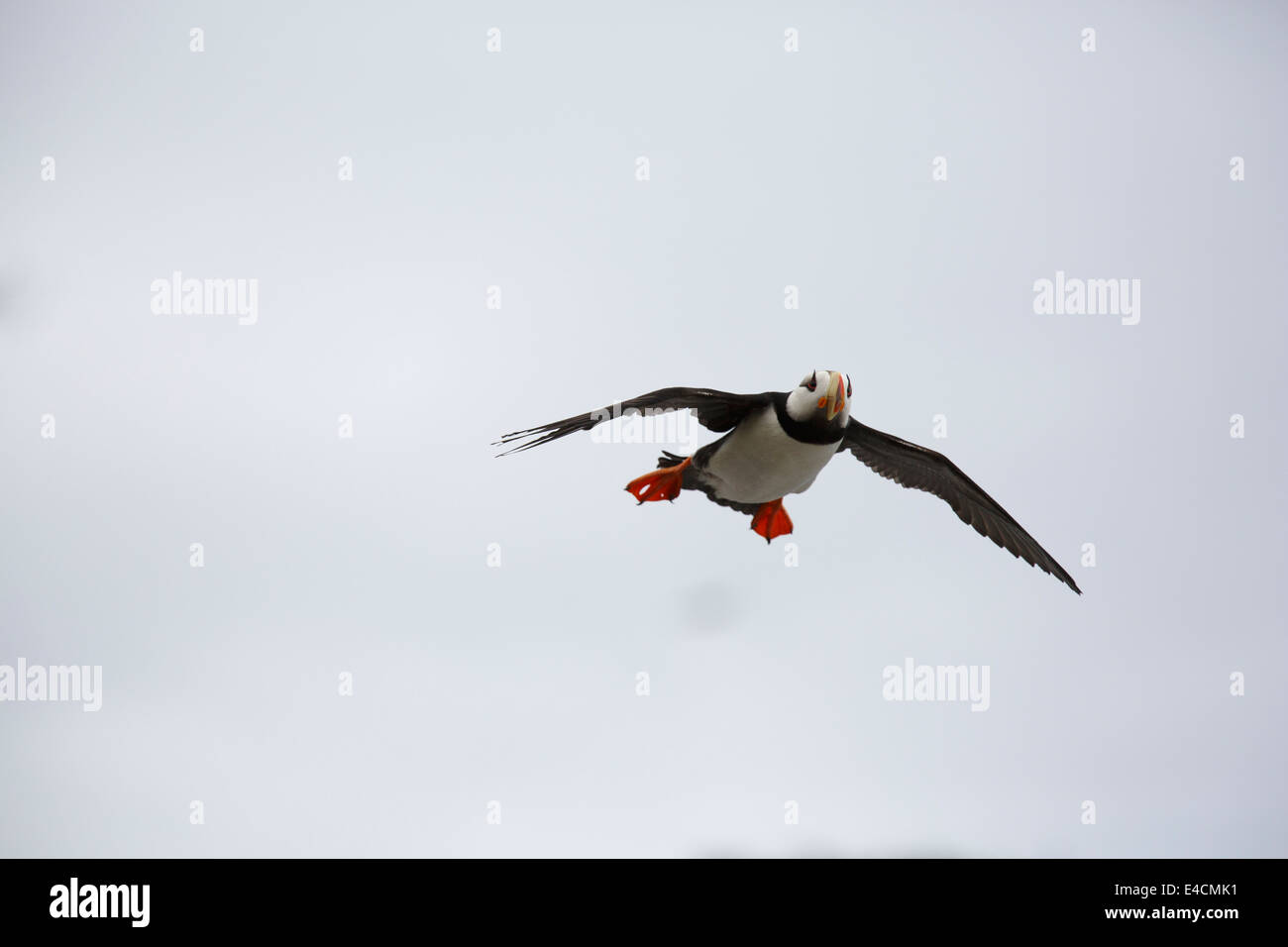 Flying horned puffin hi-res stock photography and images - Alamy