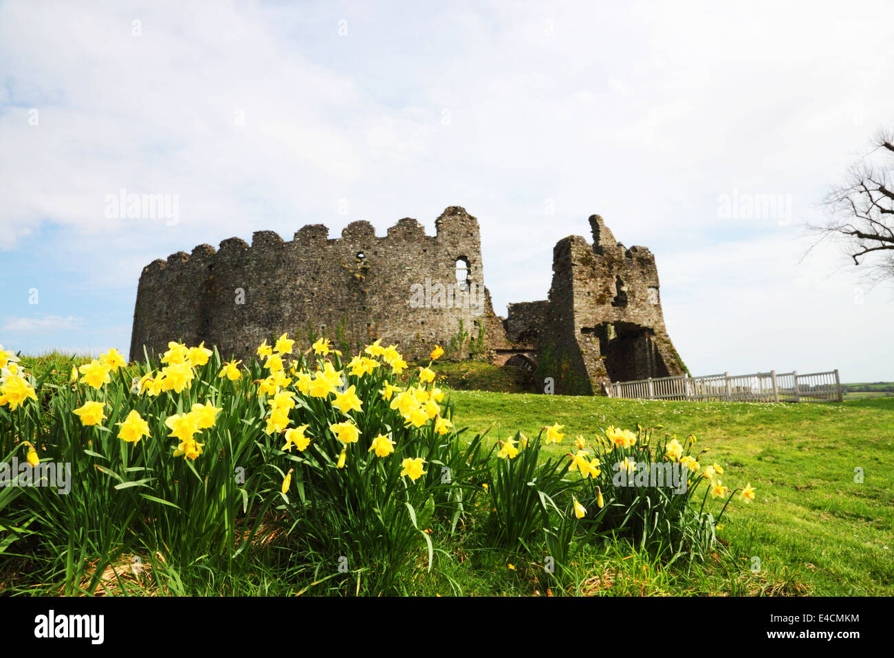 A ruined circular castle keep with yellow daffodils in the foreground ...