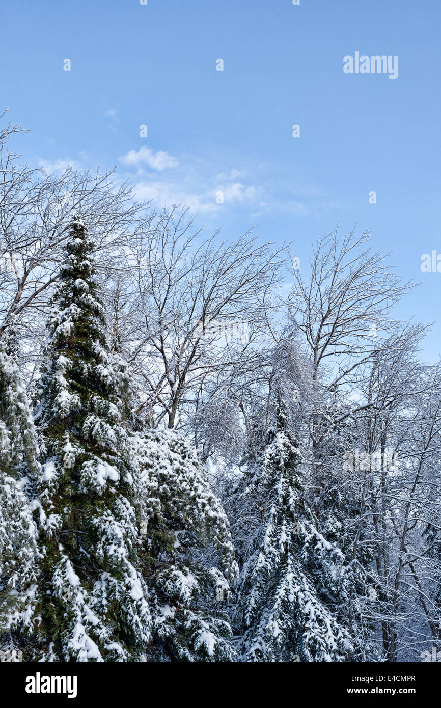Forest trees with ice and snow against blue sky with wispy clouds in ...