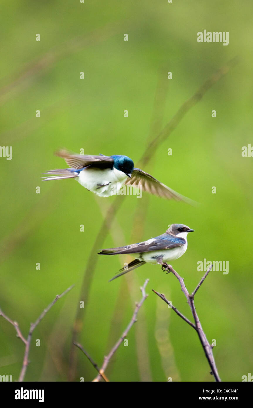 Tree Swallow Male and Female about to Mate Stock Photo - Alamy
