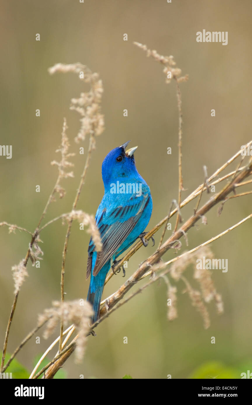 Indigo Bunting High Resolution Stock Photography and Images - Alamy