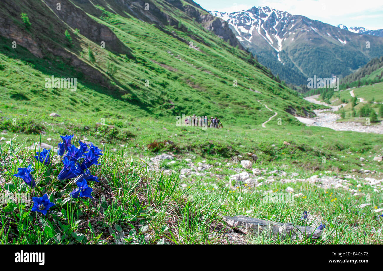 flowers in the Alps in summer Stock Photo - Alamy