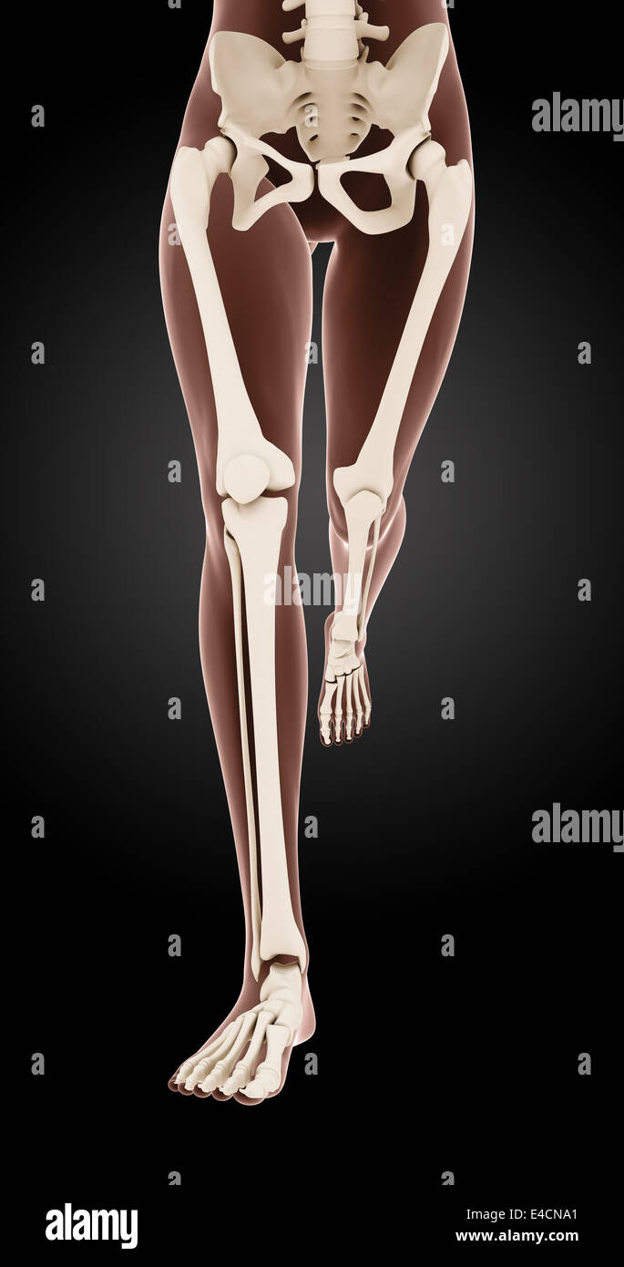 3D render of female medical skeleton legs running Stock Photo - Alamy