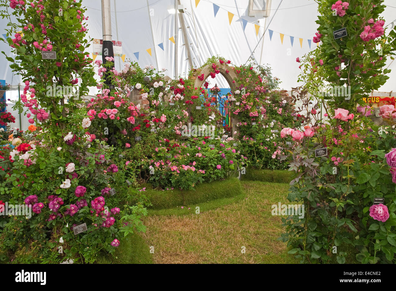 Hampton Court,8th July 2014, Roses on display at RHS Hampton Court ...