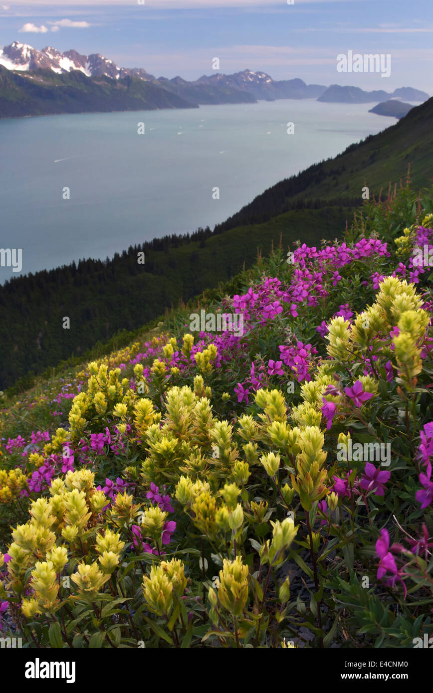 Wildflower aerial hi-res stock photography and images - Alamy