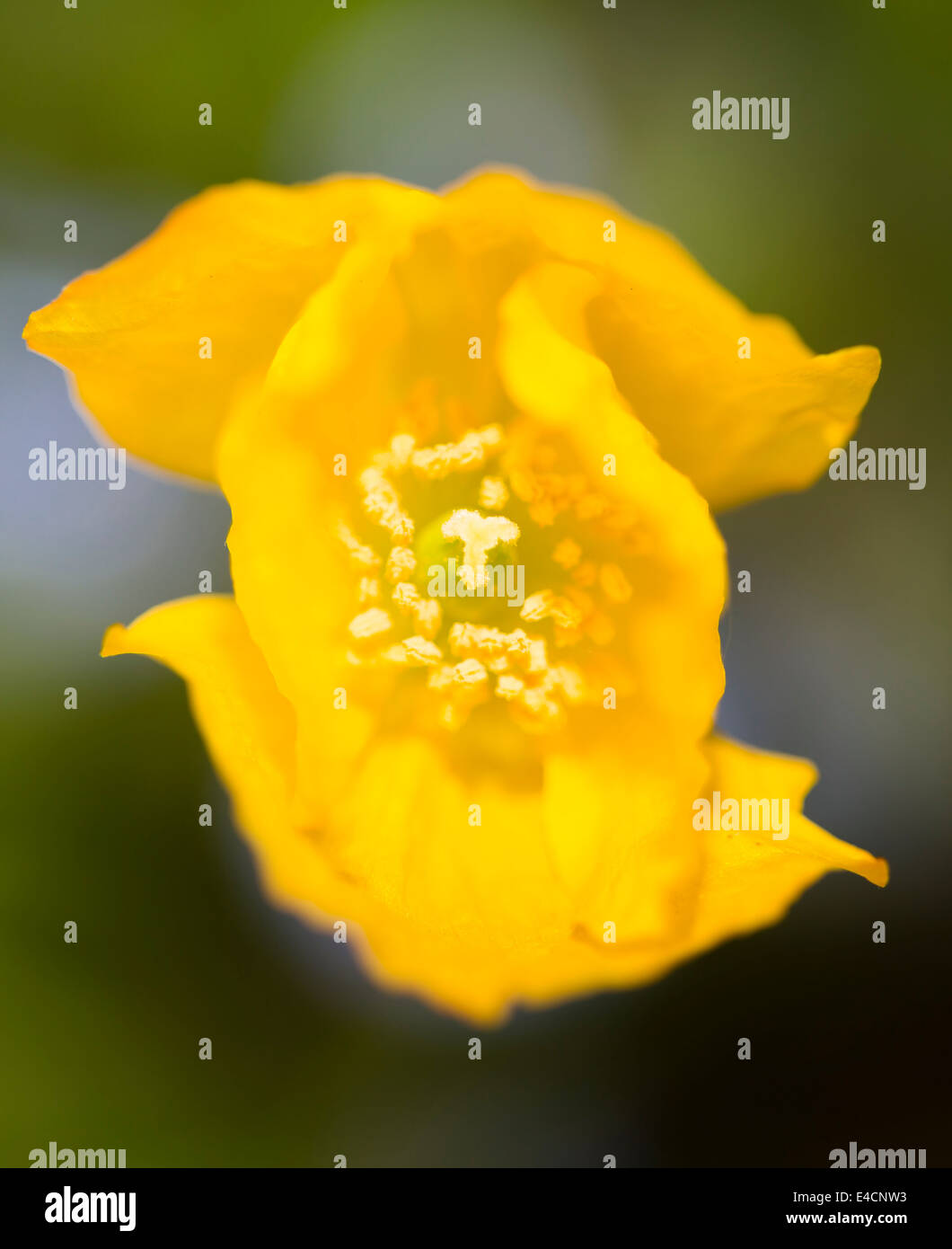 Yellow poppy hi-res stock photography and images - Alamy