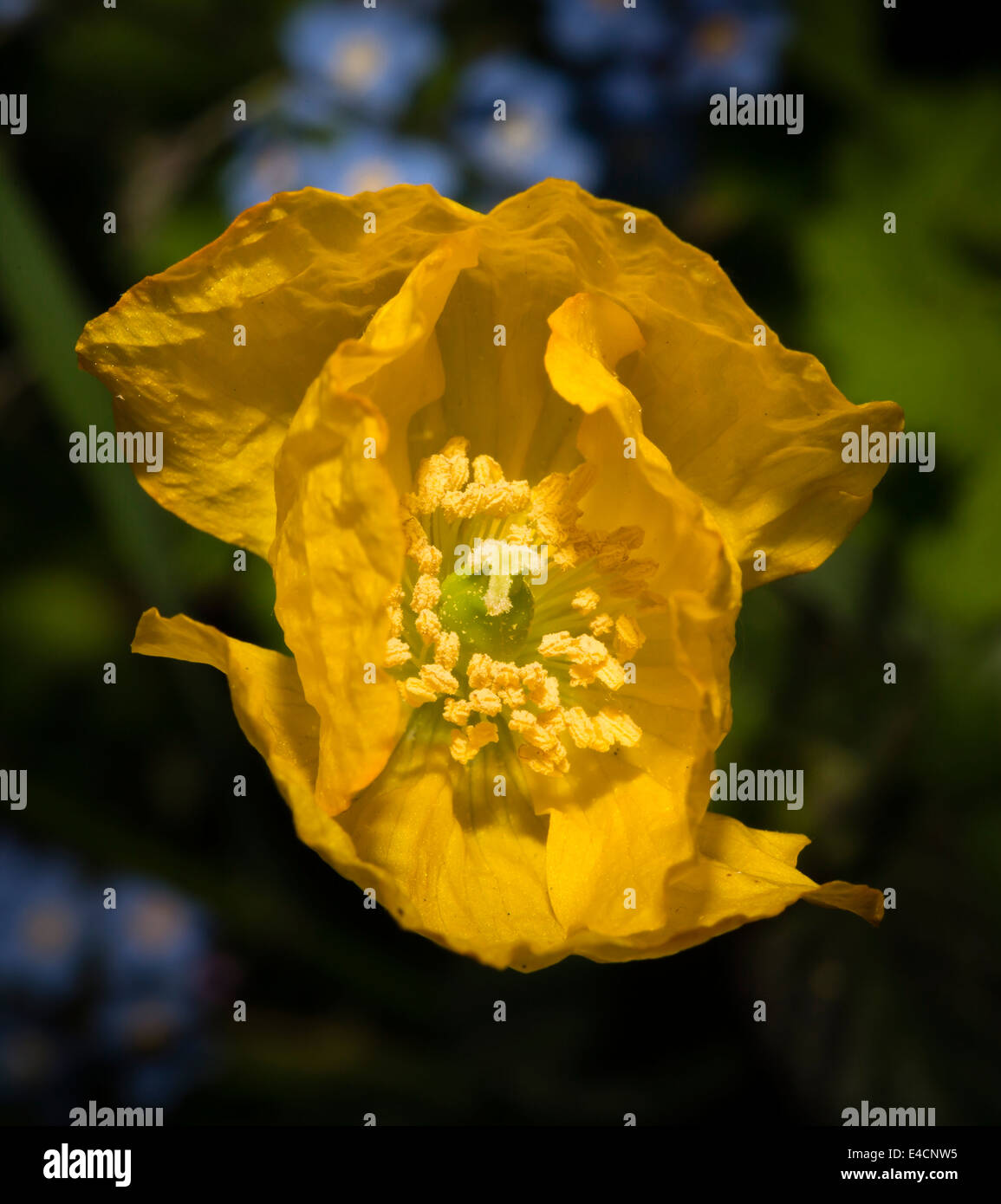 Poppy colour hi-res stock photography and images - Alamy