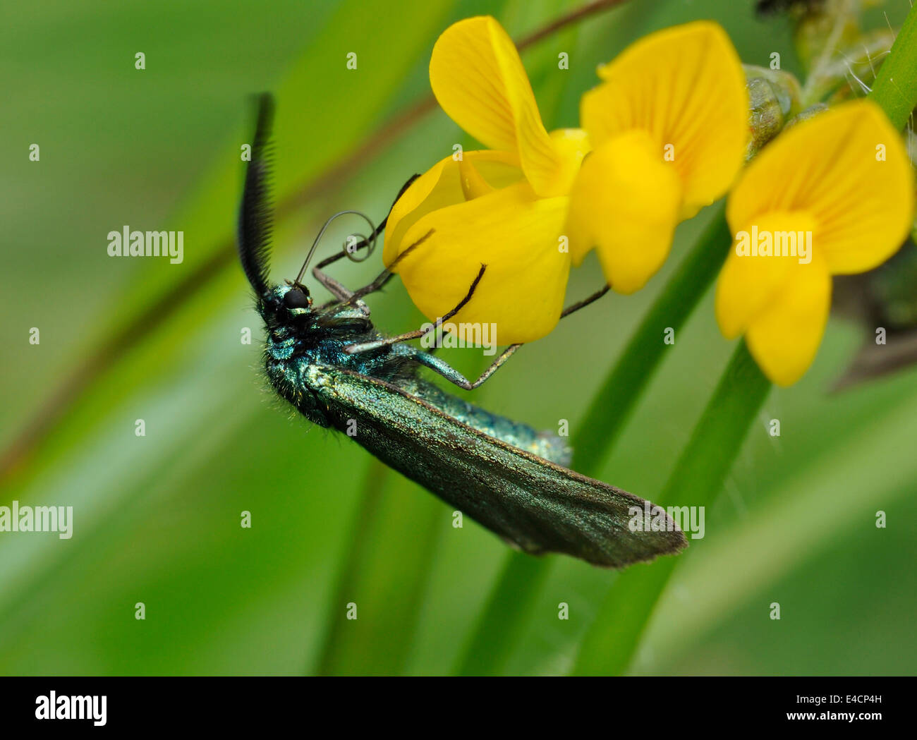 Cistus Forester Moth - Adscita geryon Male on Bird's-foot Trefoil ...