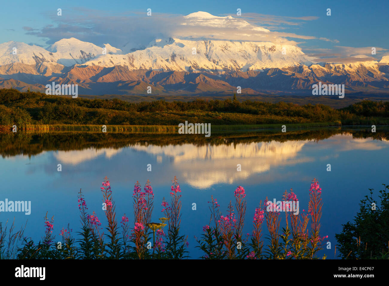 Fireweed and Mt. McKinley, locally known as Denali, at at Reflection ...