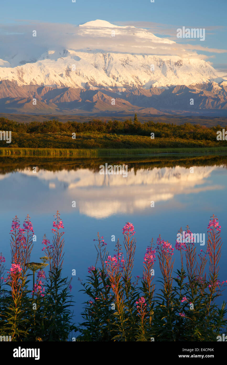 Fireweed and Mt. McKinley, locally known as Denali, at at Reflection ...