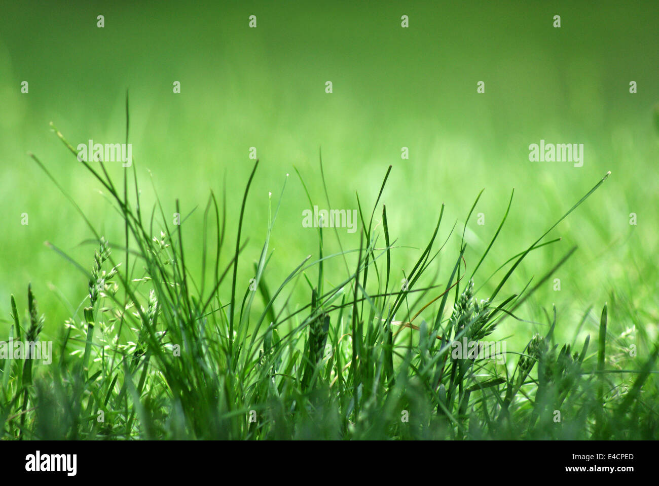 Macro of Grass Stock Photo - Alamy