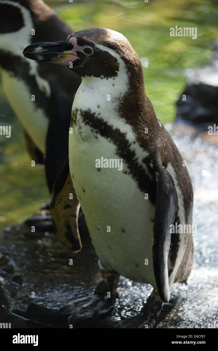 Penguin white background hi-res stock photography and images - Alamy