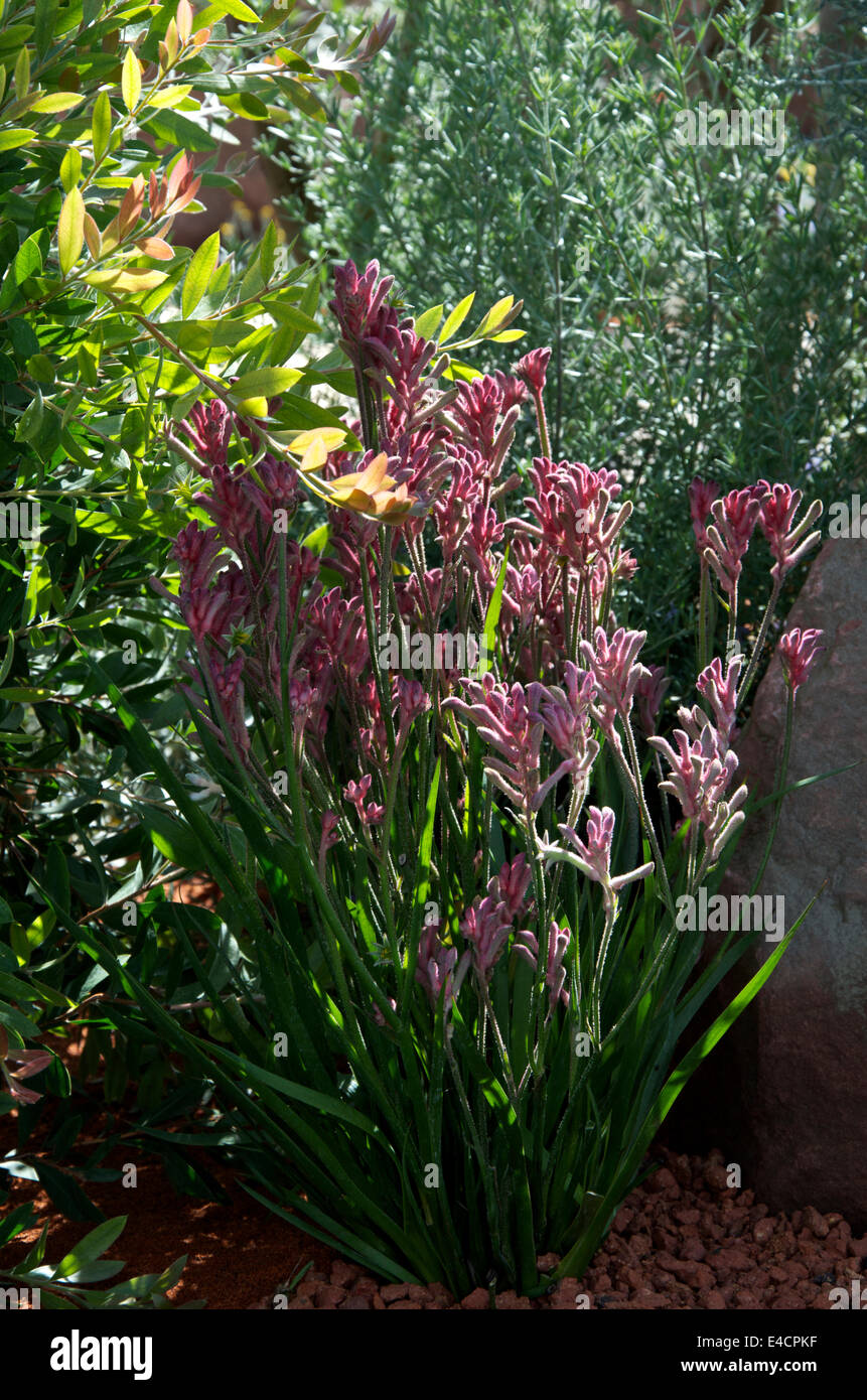 Pink Kangaroo Paw, Anigozanthos 'Bush Pearl' Stock Photo - Alamy
