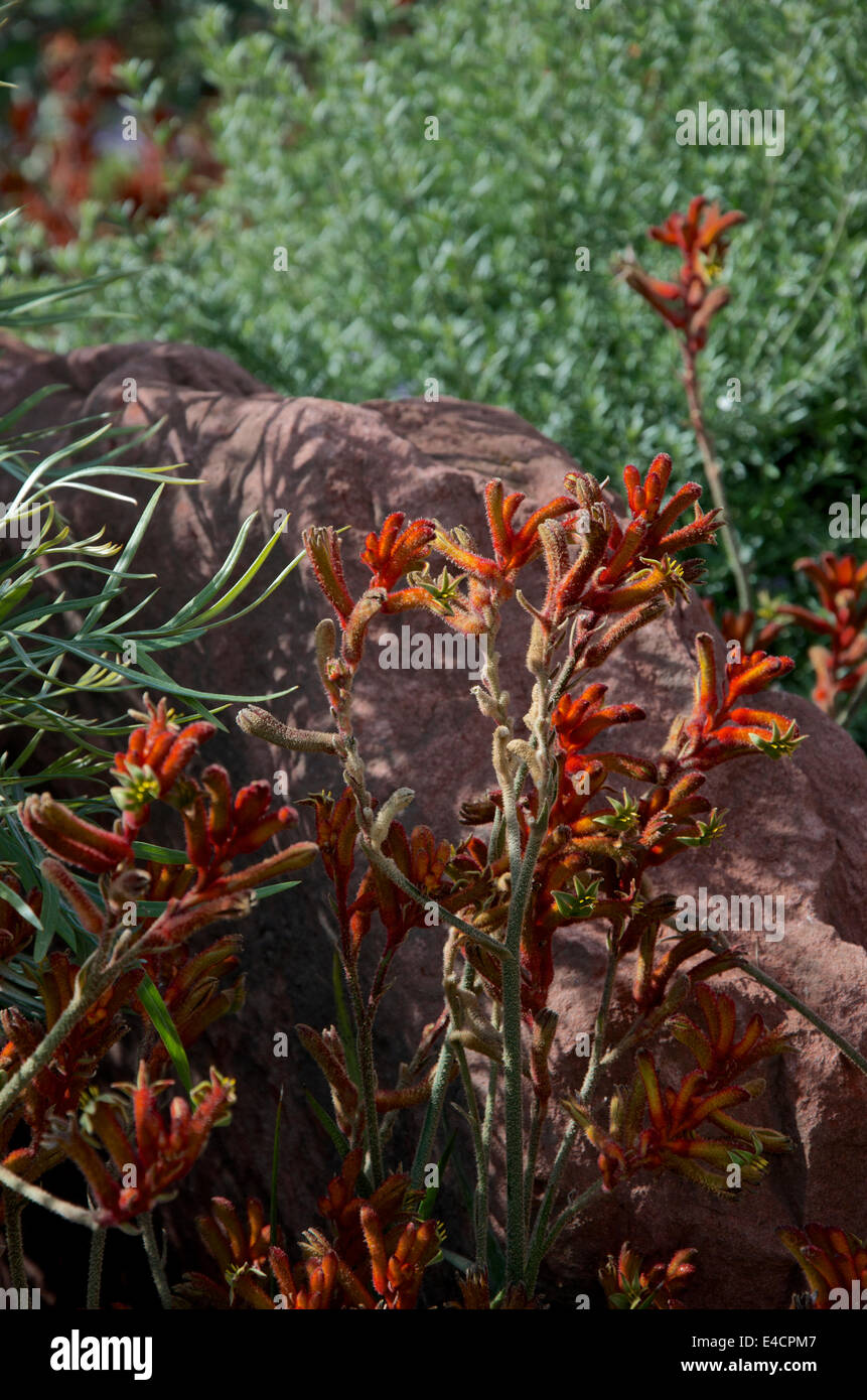 Orange Kangaroo Paw, Anigozanthos Hybrid 'Nana' Stock Photo - Alamy