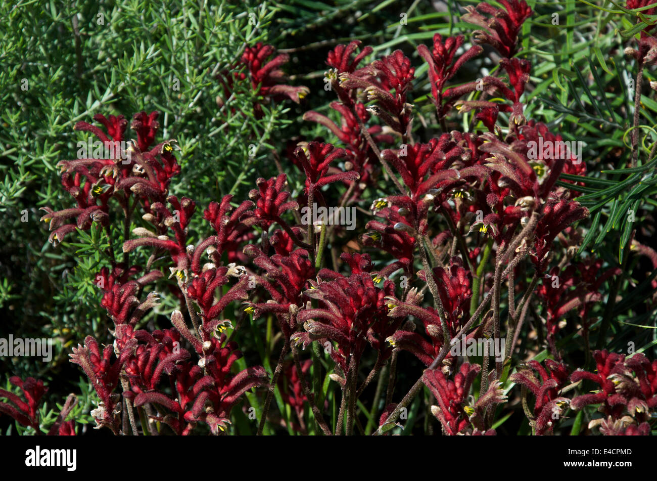 Kangaroo Paw, Anigozanthos 'Big Red' Stock Photo - Alamy