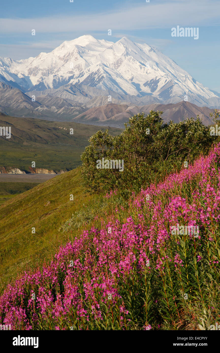 Mt McKinley also known as Denali, Denali National Park, Alaska Stock ...