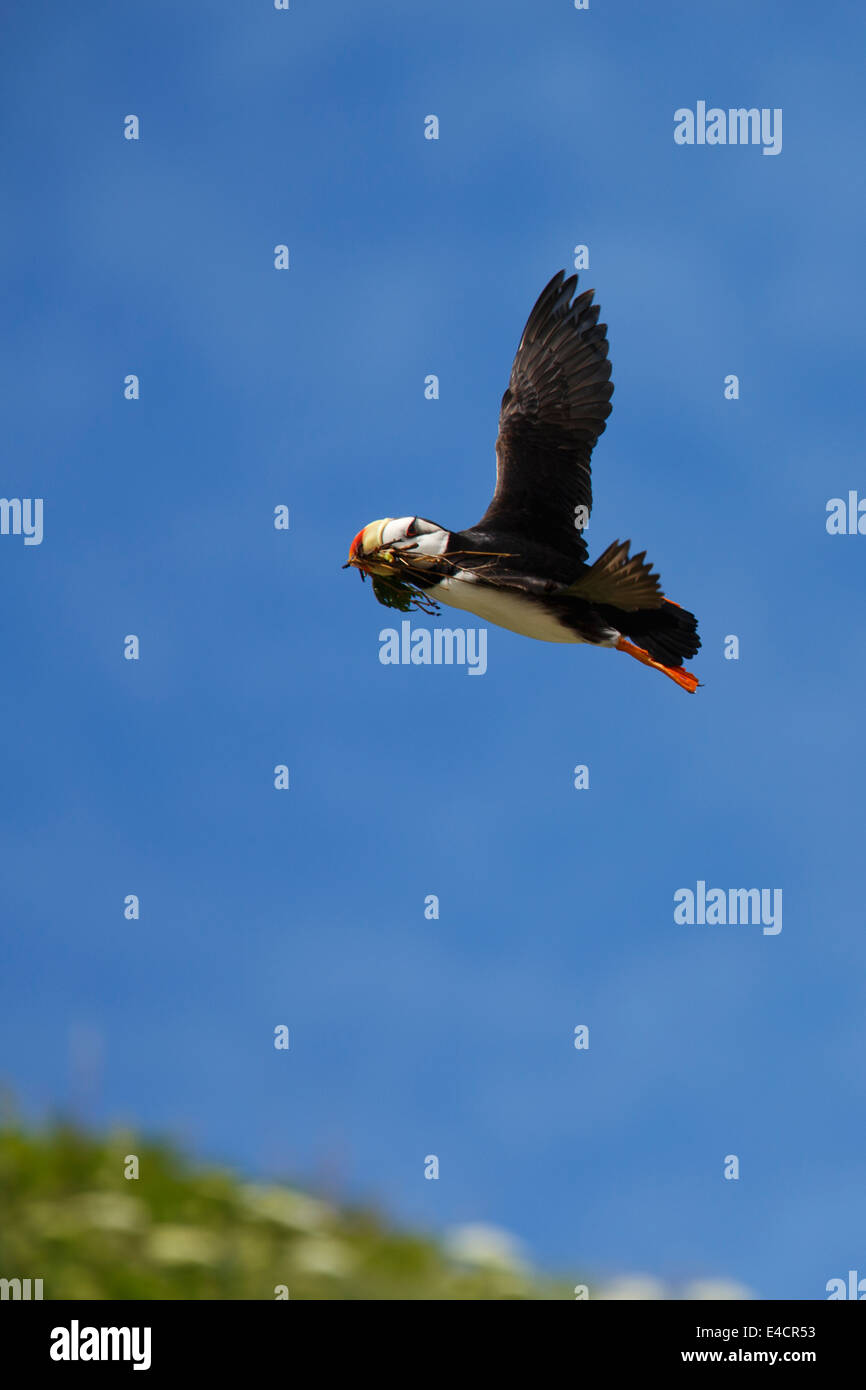 Flying horned puffin hi-res stock photography and images - Alamy