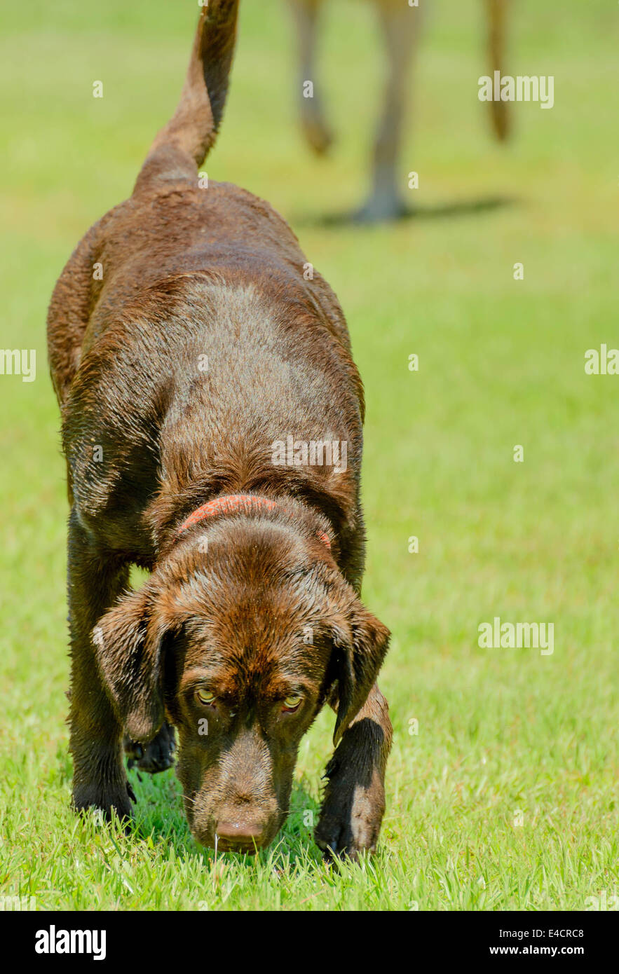 chocolate lab playing in the dog park Stock Photo - Alamy