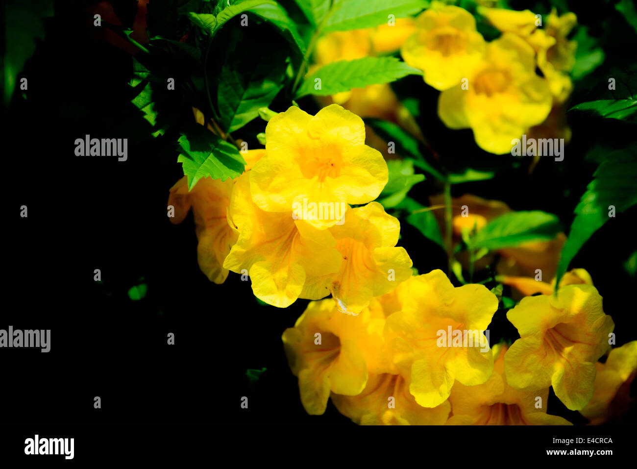 yellow spring flowers in the garden Stock Photo - Alamy