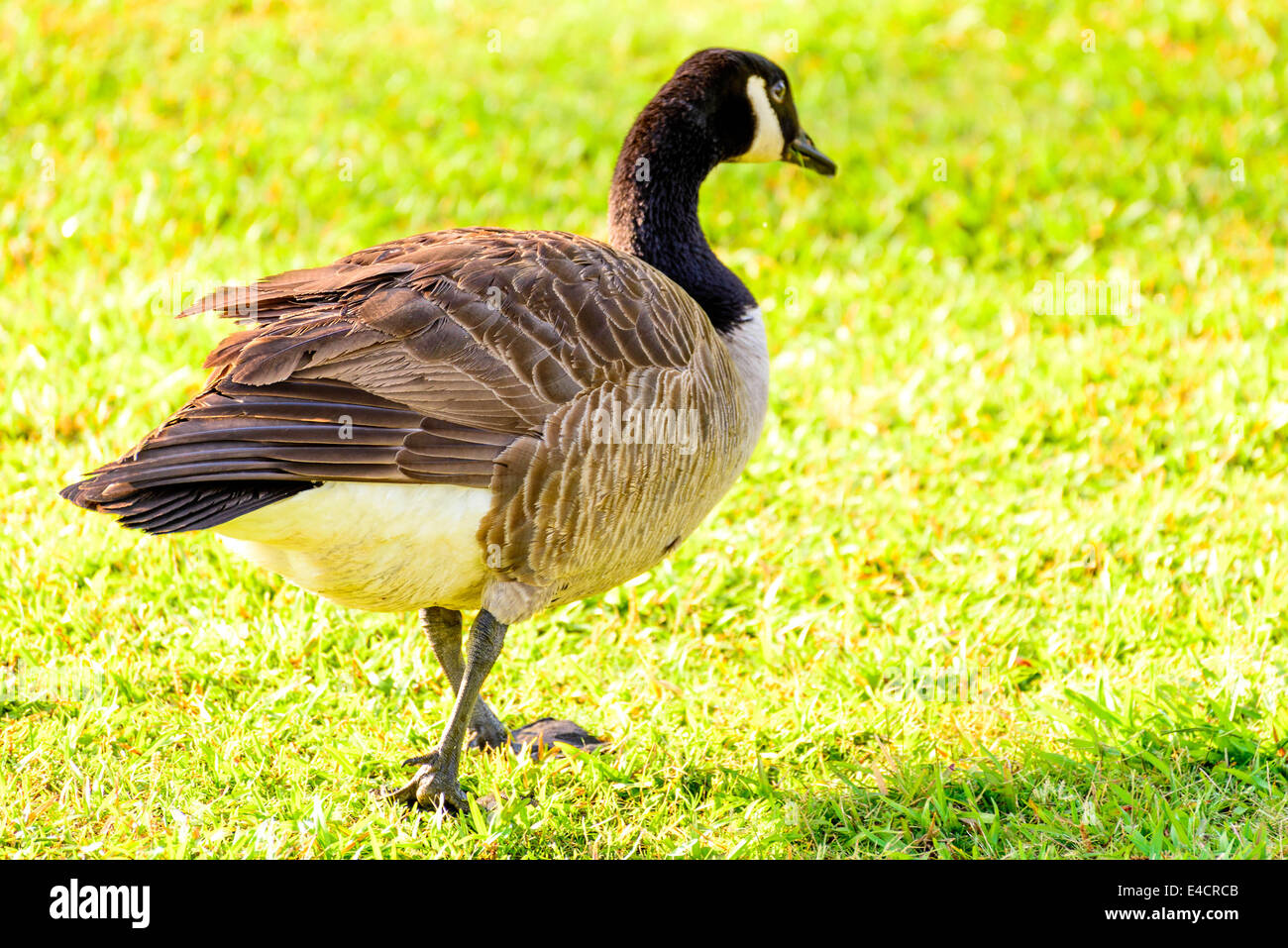 goose walking across a grass field Stock Photo - Alamy