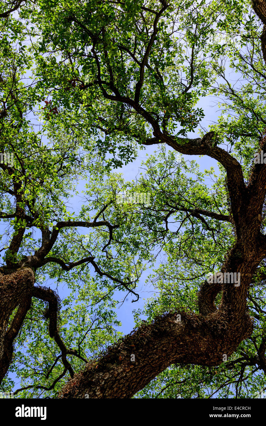 sky view through the branches of an old oak tree Stock Photo - Alamy