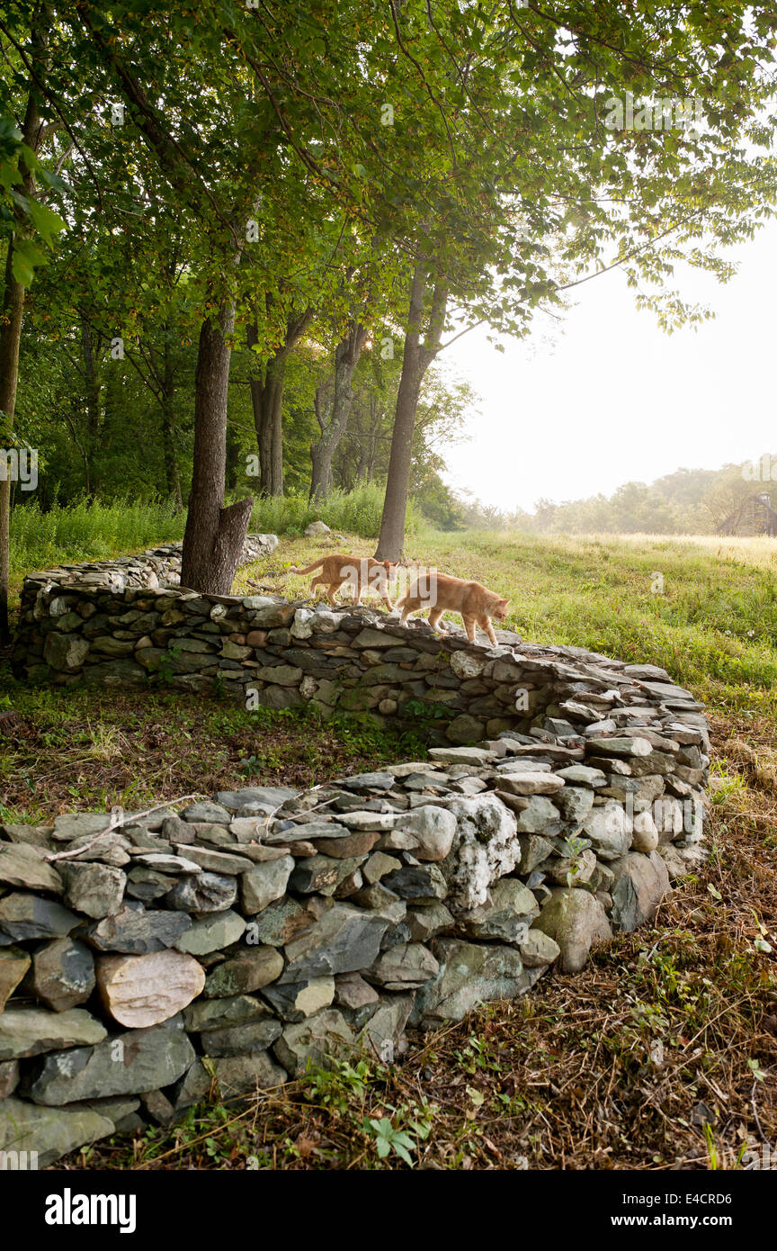 Woodland Stone Wall