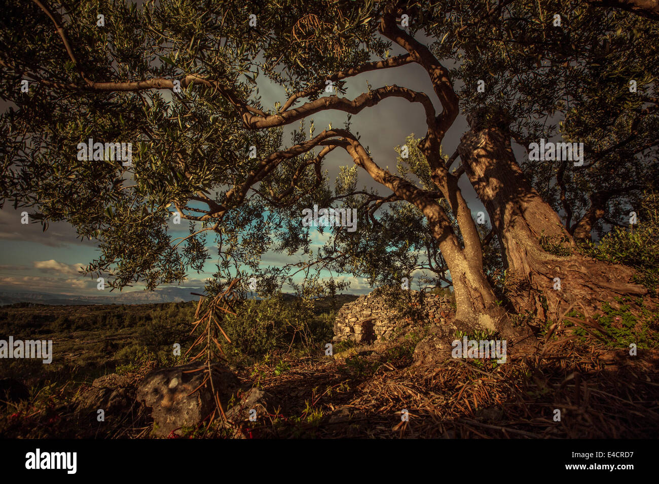 Ancient olive tree at twilight, Hvar island, Dalmatia, Croatia Stock ...
