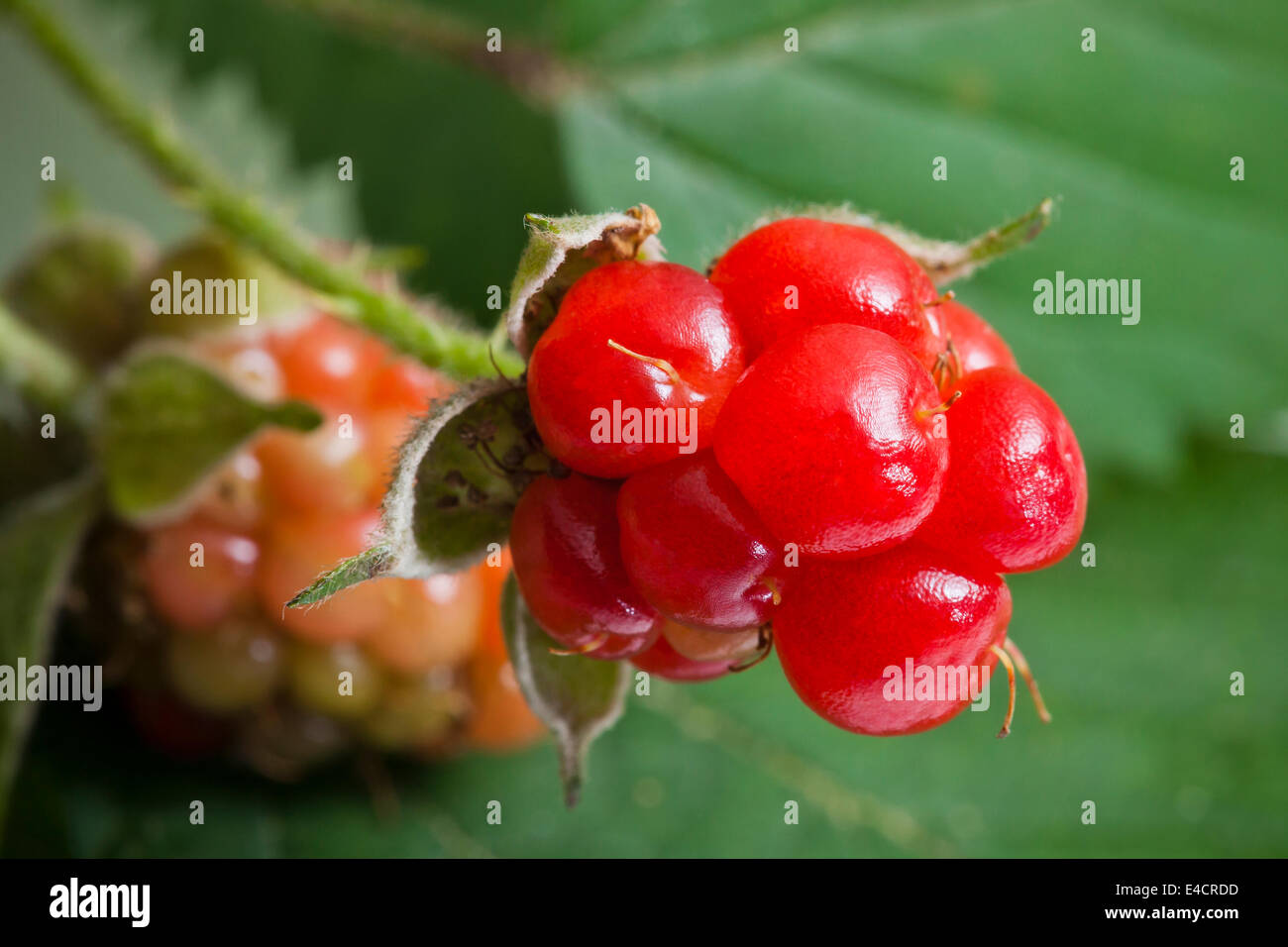 American red raspberry rubus idaeus hi-res stock photography and images ...