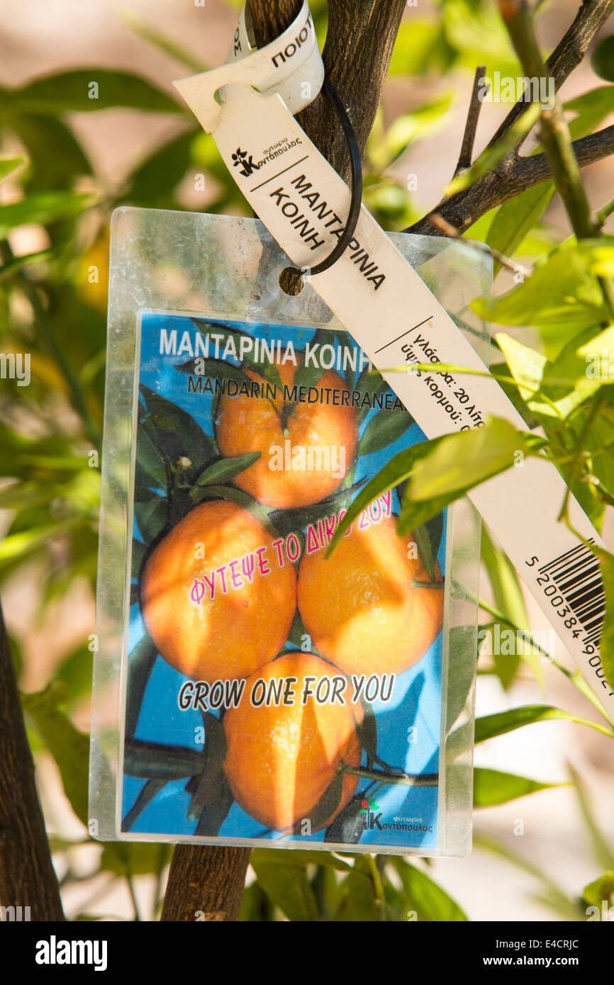An Orange tree planted in Sivota, Greece Stock Photo - Alamy