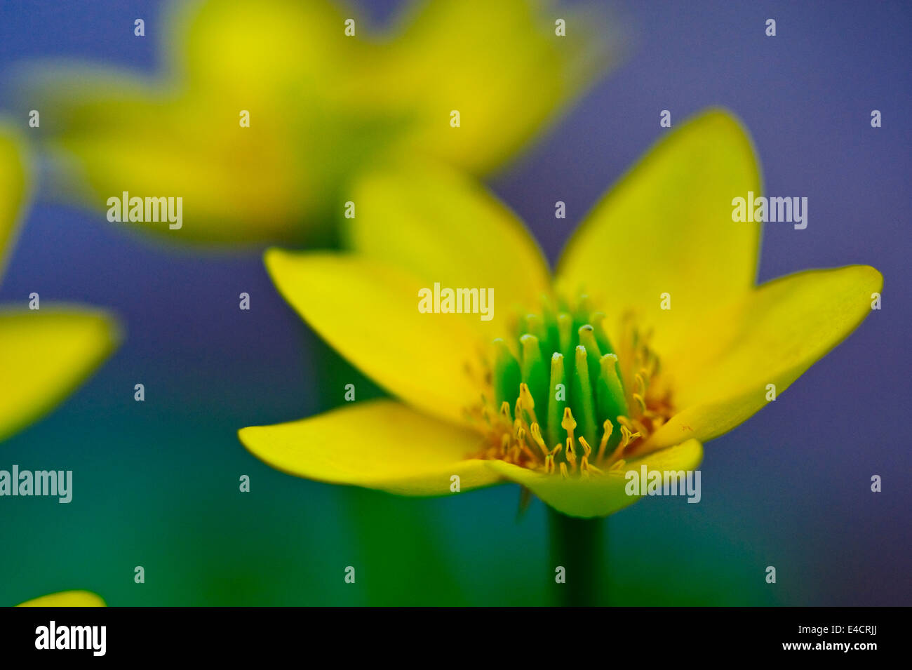 A Marsh Marigold (Caltha palustris) growing just outside an EPA ...