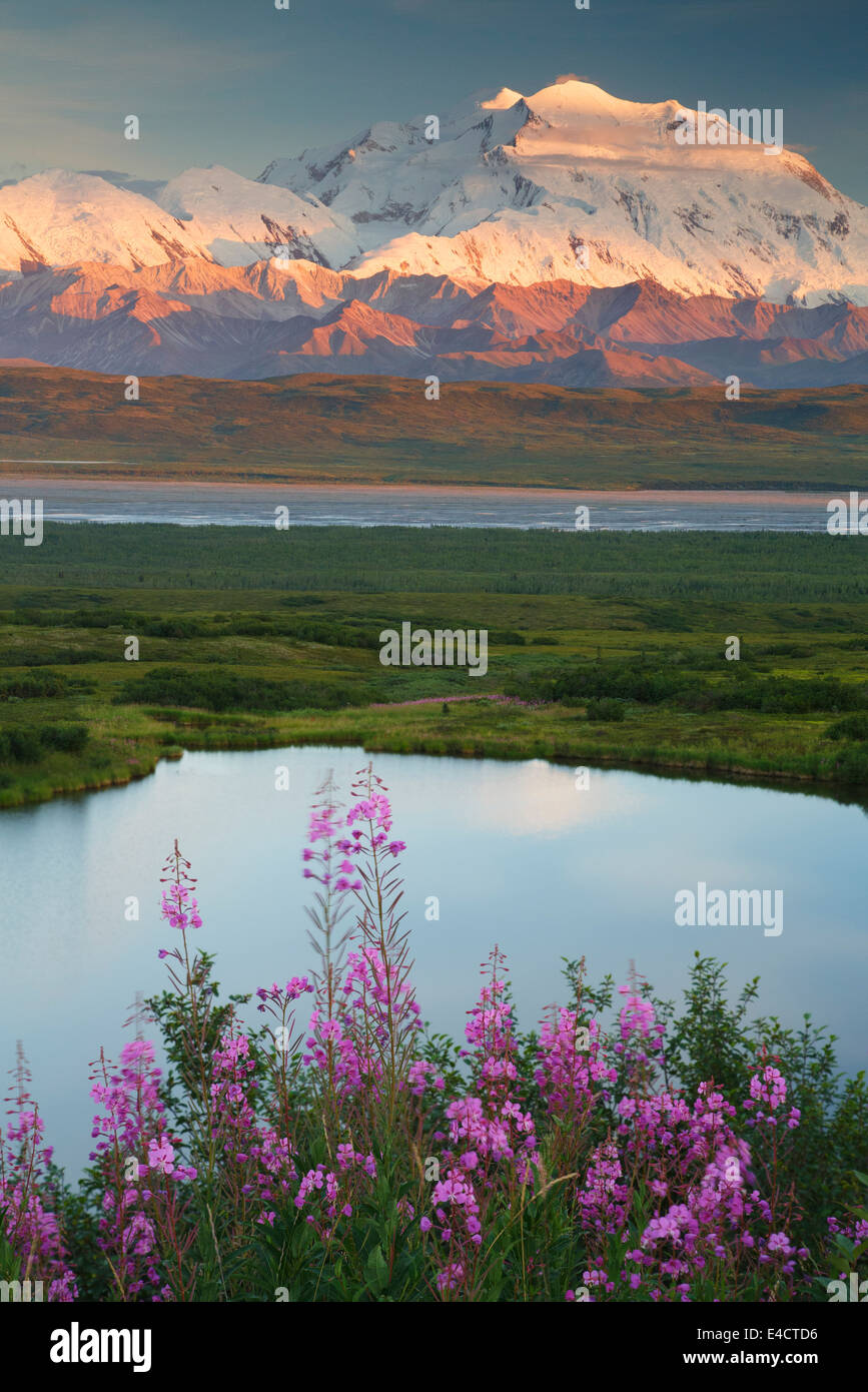 Mt. McKinley, also known as Denali, Denali National Park, Alaska Stock ...