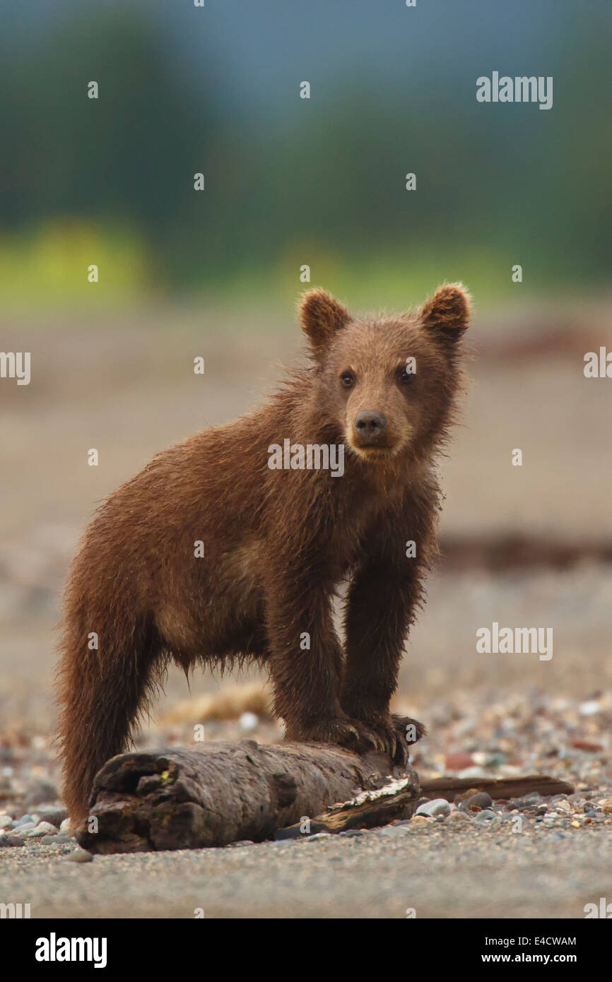 A Brown or Grizzly Bear cub, Lake Clark National Park, Alaska Stock ...