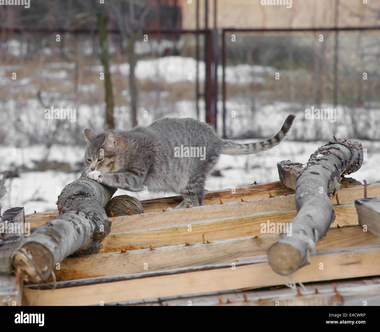 Cat sharpens nails Stock Photo - Alamy