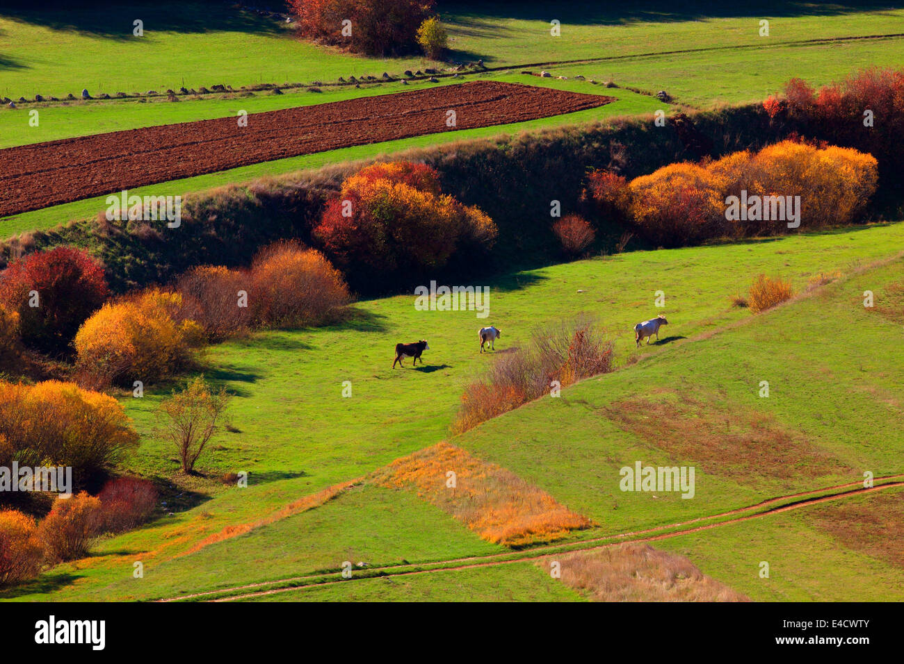 Fields with autumn colors and cattle, Velebit, Croatia Stock Photo - Alamy