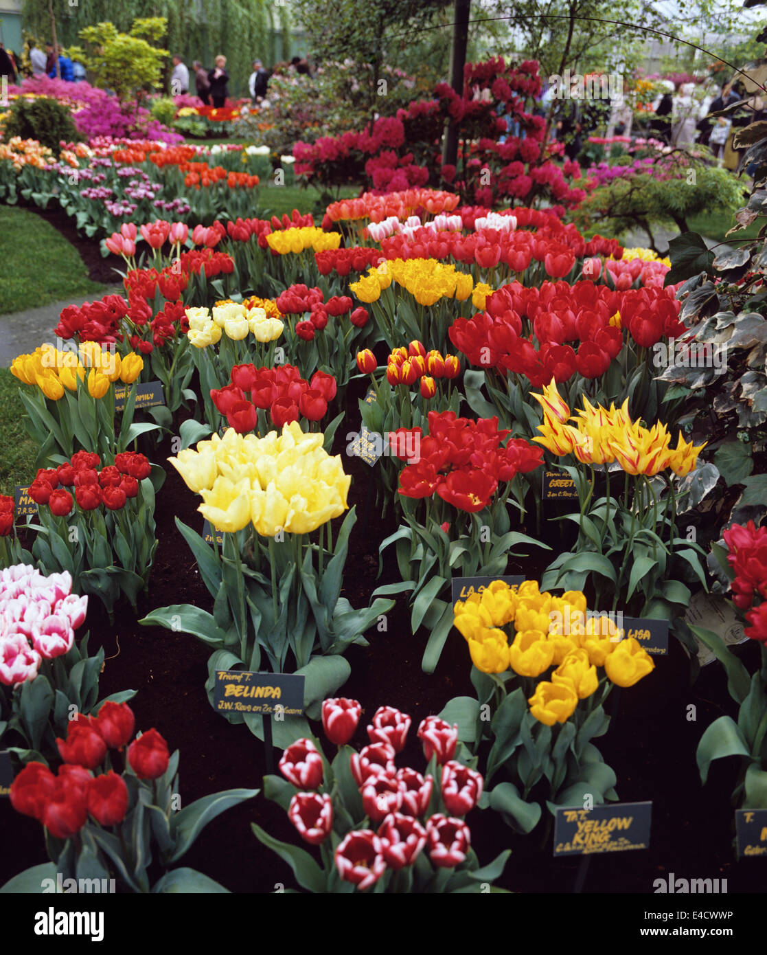 Flower display at Keukenhof also known as the Garden of Europe, the ...