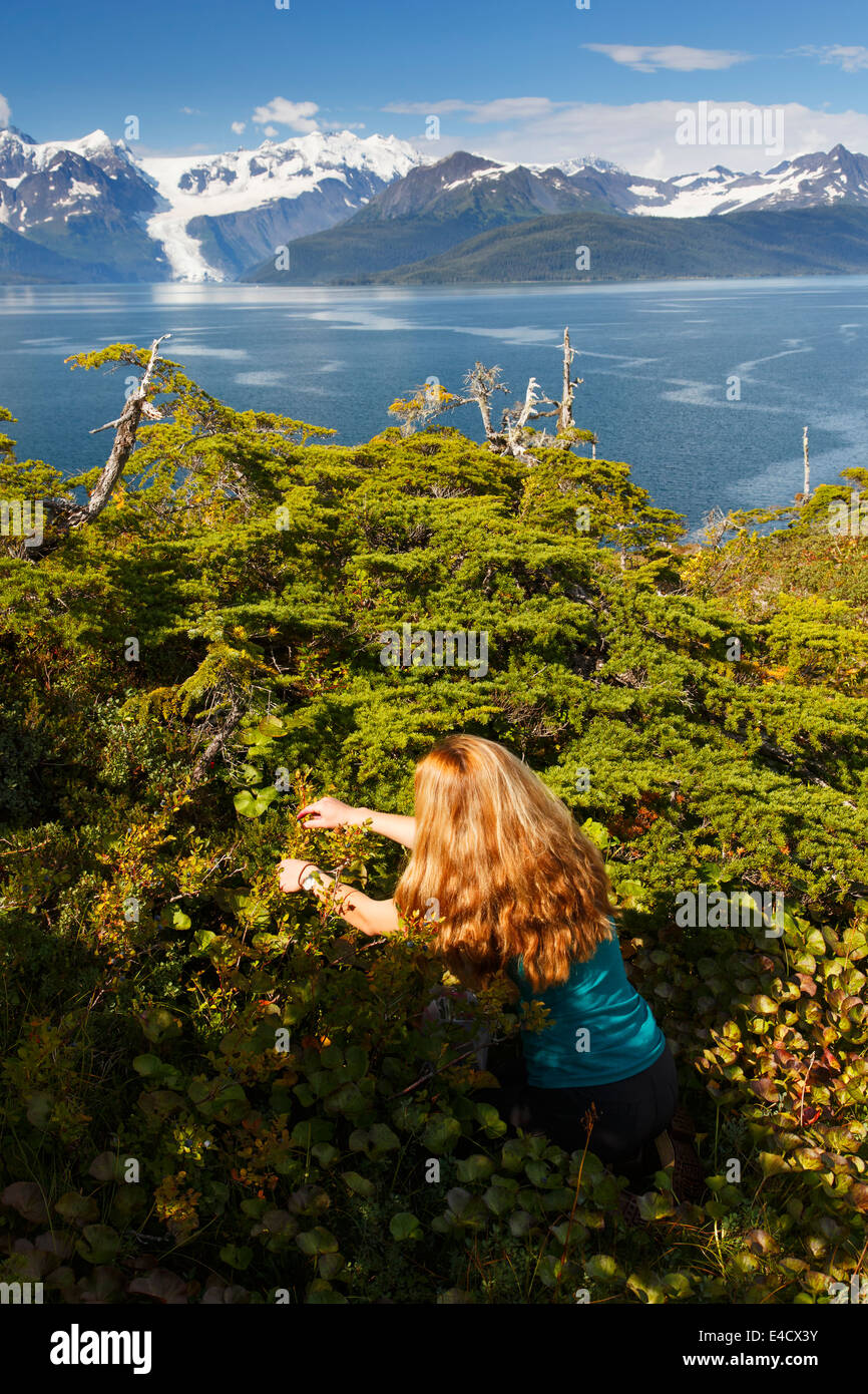 Berry picking alaska hi-res stock photography and images - Alamy