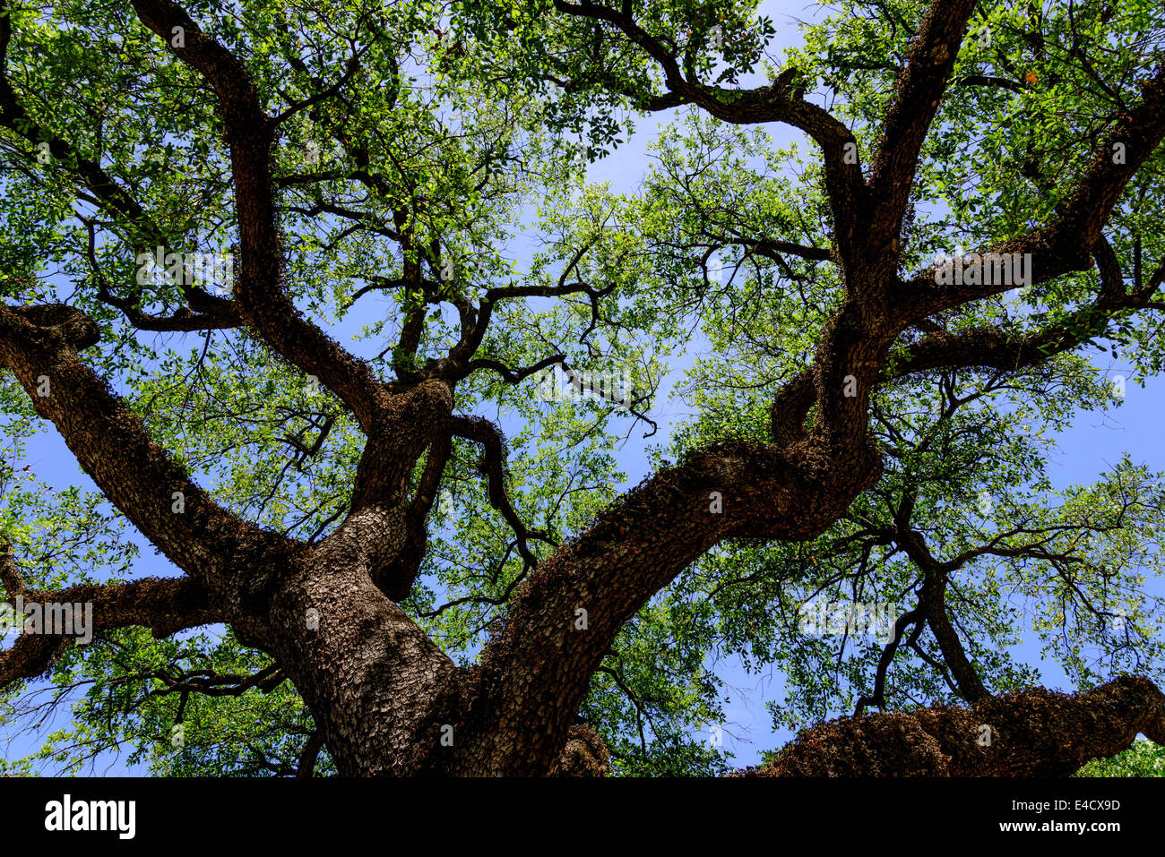 sky view through the branches of an old oak tree Stock Photo - Alamy