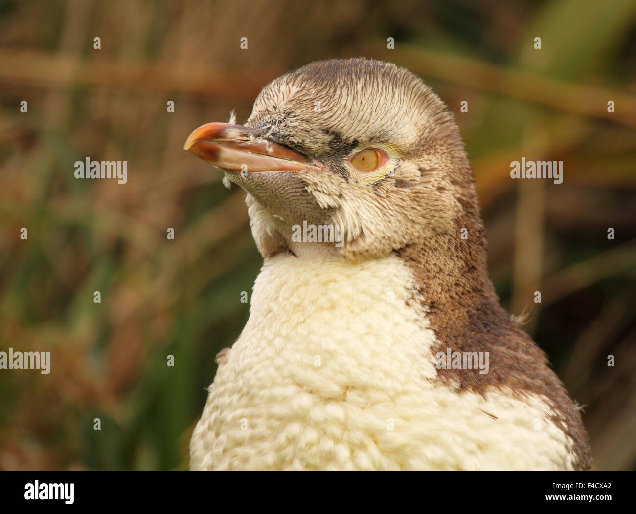 A juvenile Yellow-eyed Penguin molting its feathers Stock Photo - Alamy