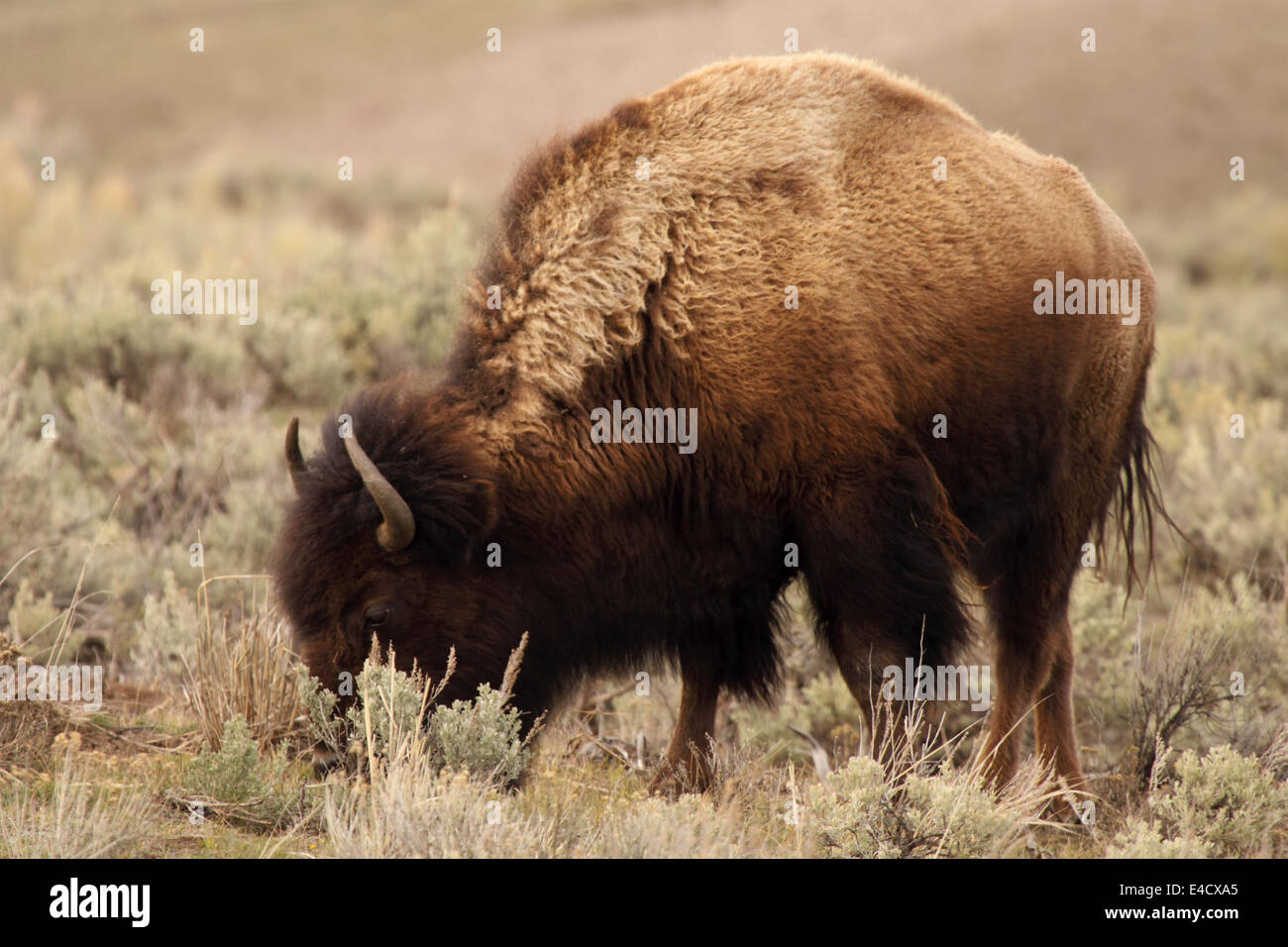 American bull buffalo hi-res stock photography and images - Alamy