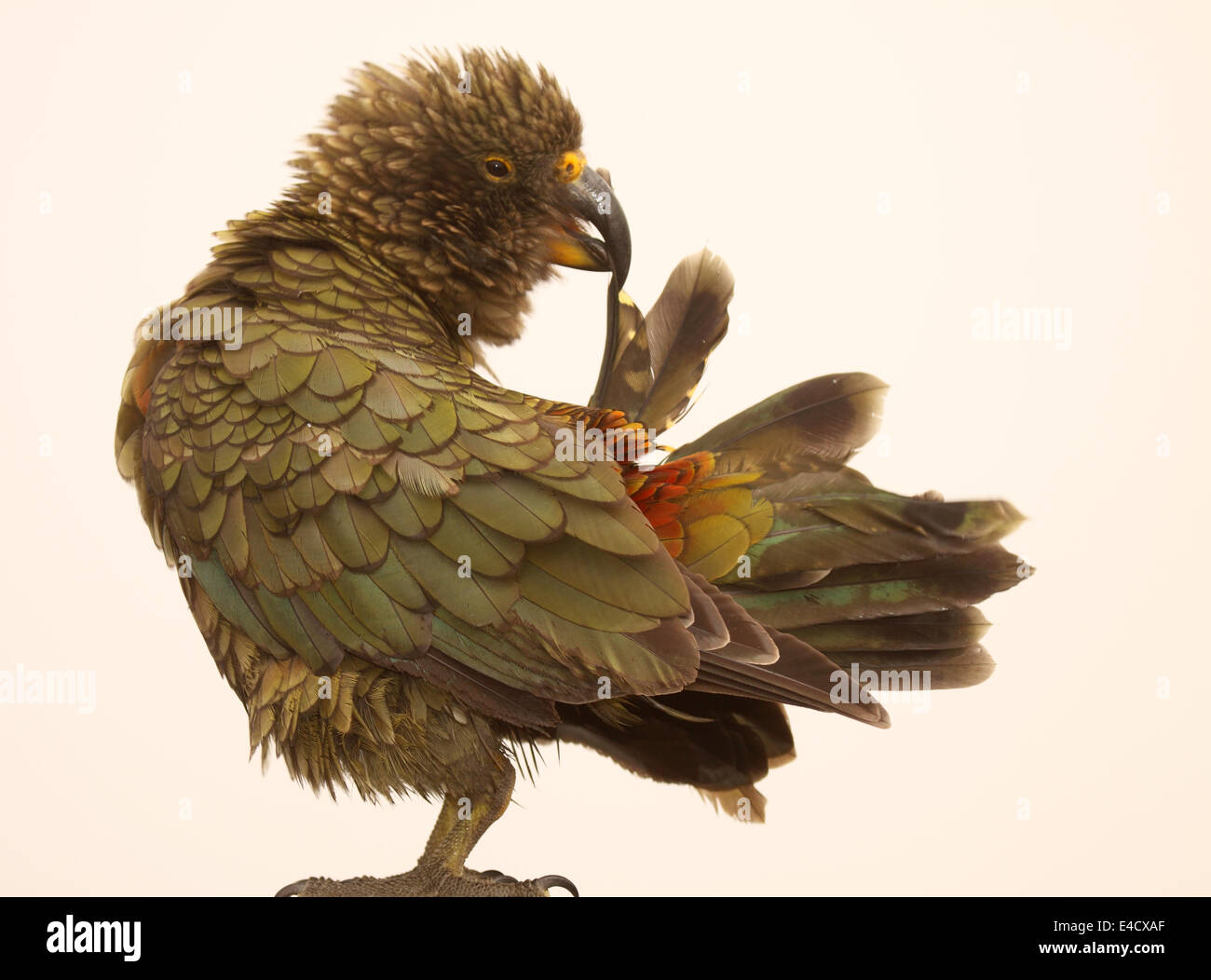 A colorful Kea preening its tail feathers Stock Photo - Alamy