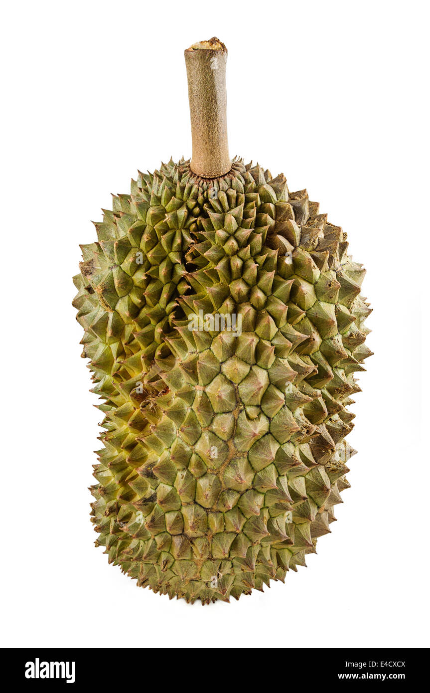 Durian, the king of fruits of South East Asia isolated on white ...