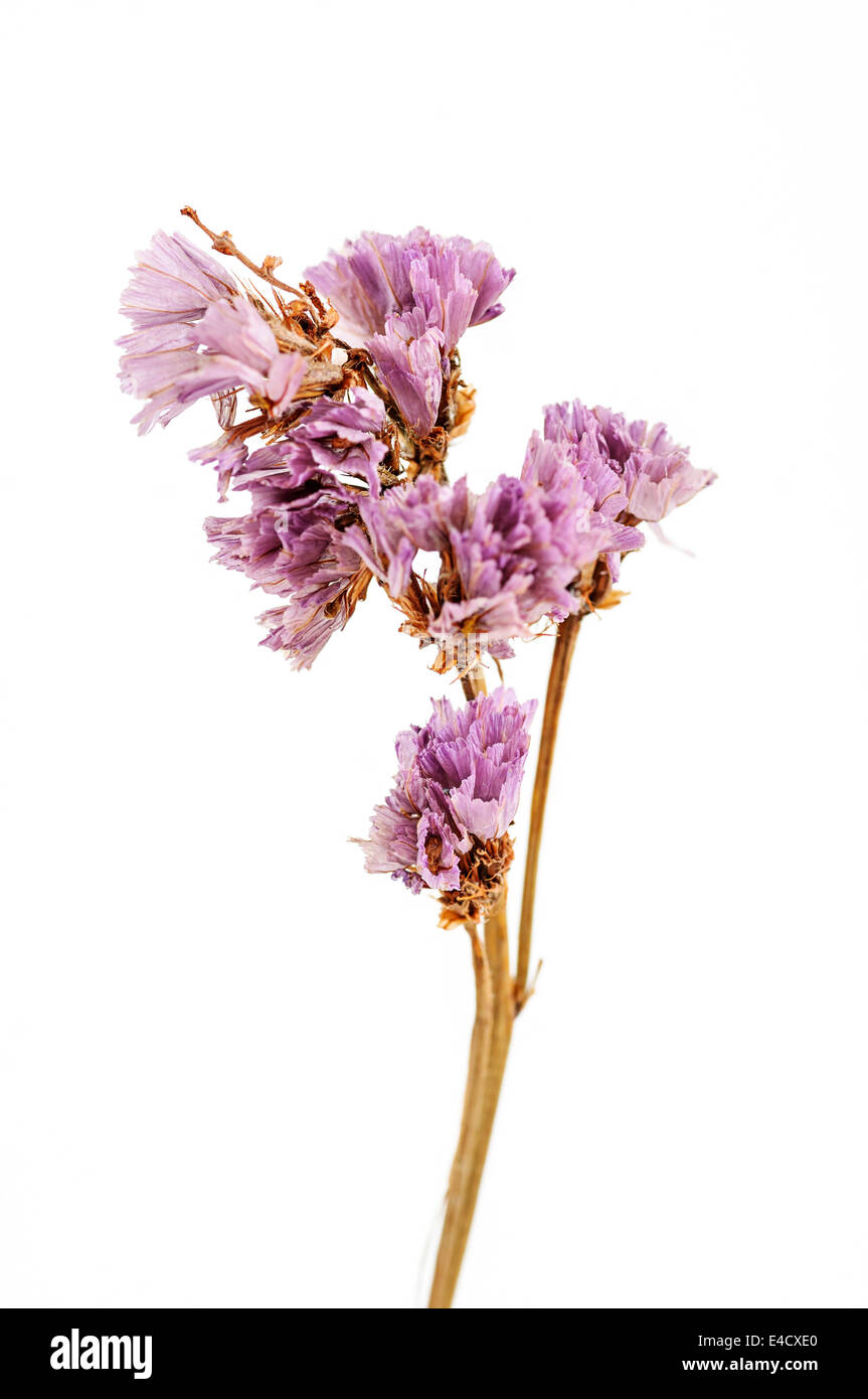 Dry flower isolated on white background Stock Photo - Alamy
