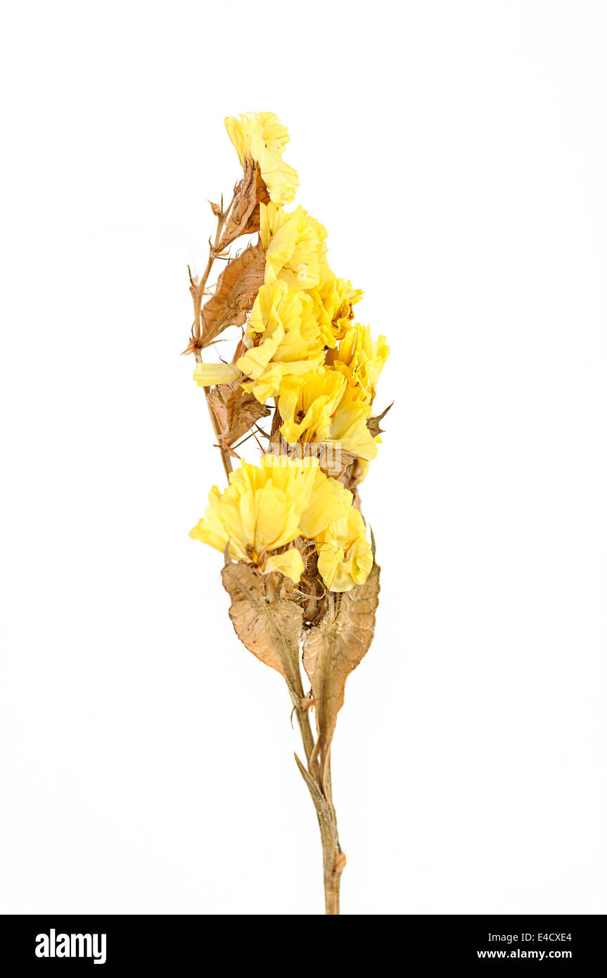 Dry flower isolated on white background Stock Photo - Alamy