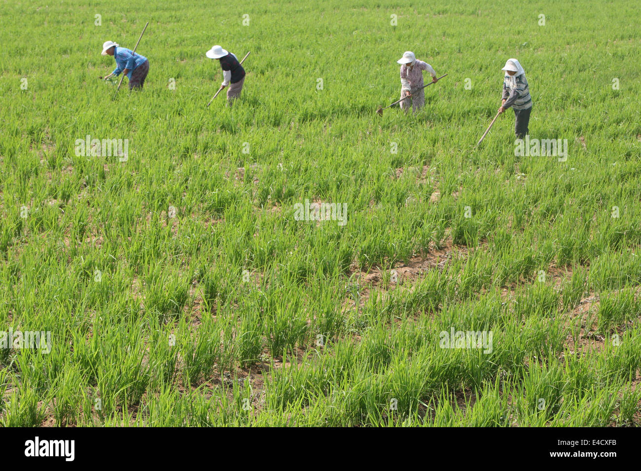 Upland rice hi-res stock photography and images - Alamy