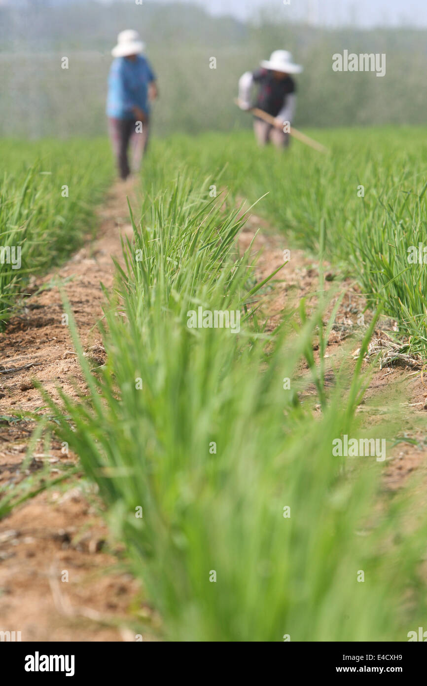 Upland rice hi-res stock photography and images - Alamy