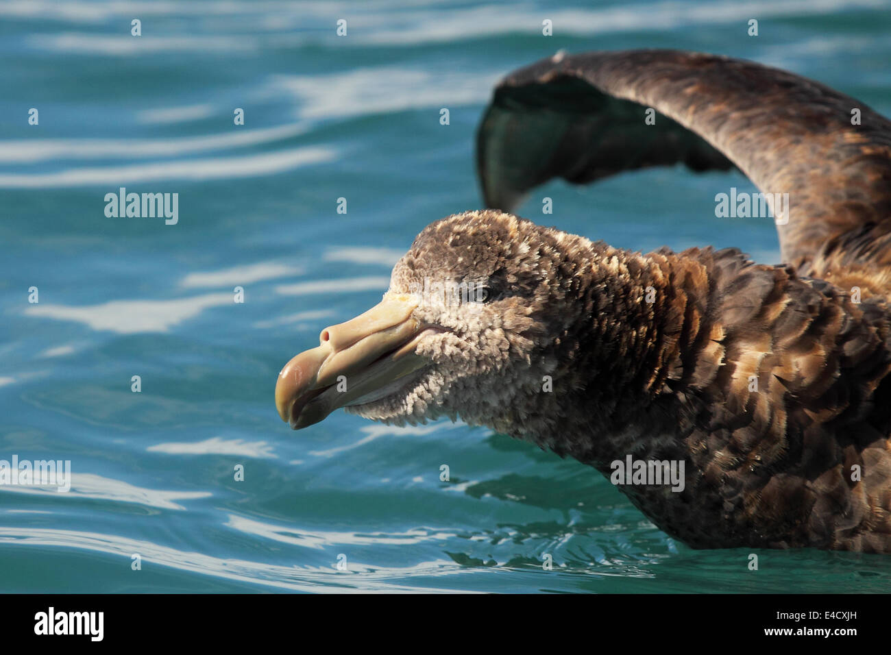 A Northern Giant Petrel giving a leering look Stock Photo - Alamy